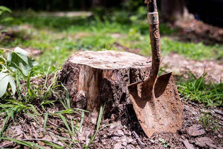Les points essentiels à retenir sur le dessouchage d’arbre - Tout sur l ...